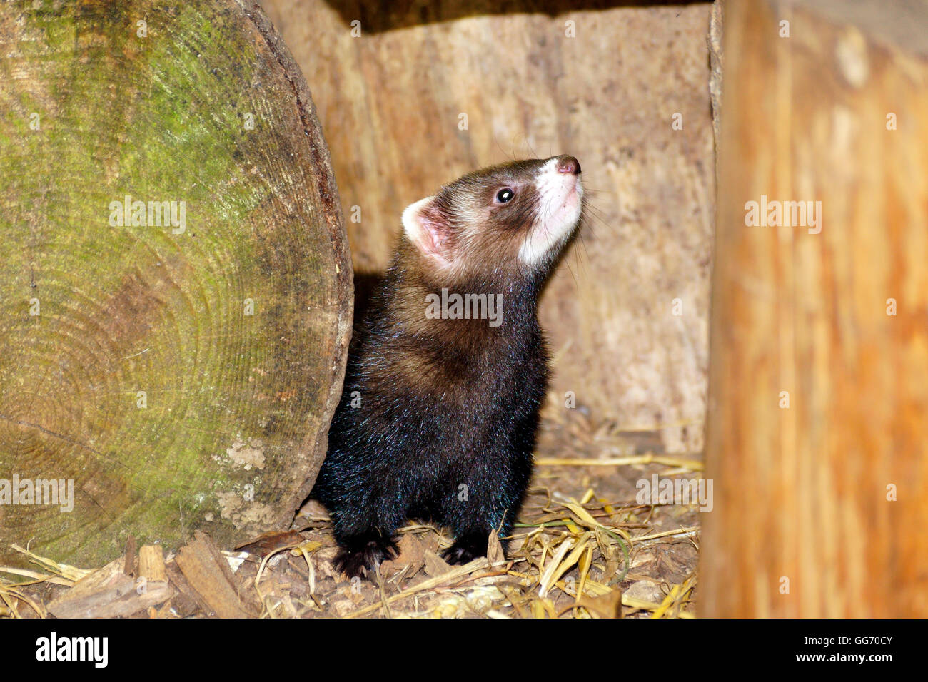 Black Polecat Uk High Resolution Stock Photography and Images - Alamy