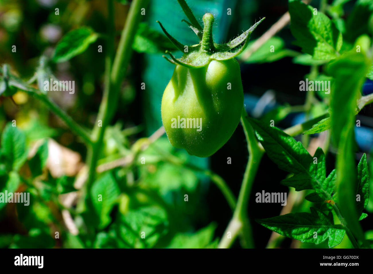 TOMATO ON THE VINE Stock Photo - Alamy