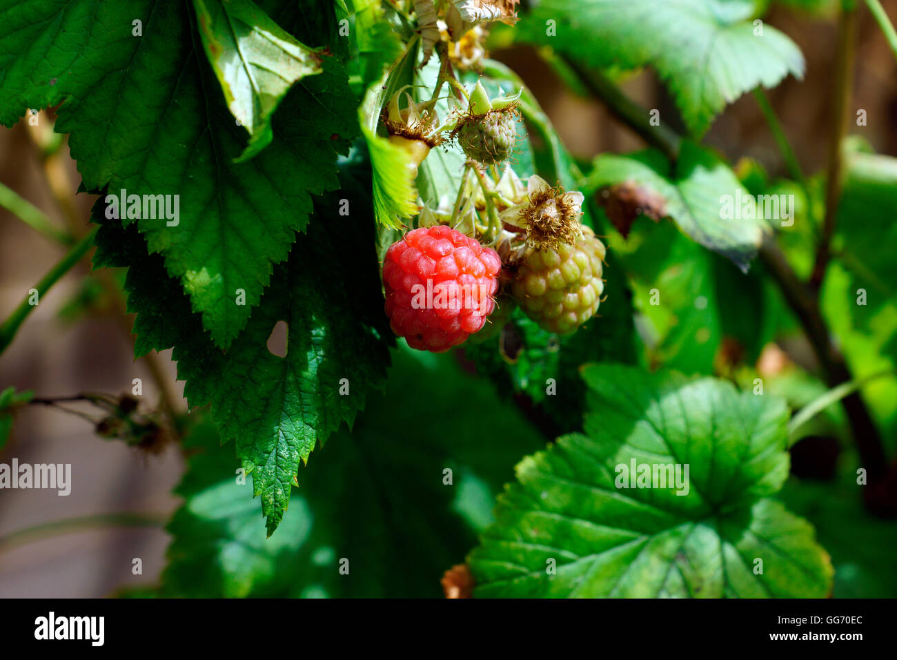 RIPE AND UNRIPE RASPBERRY'S Stock Photo - Alamy