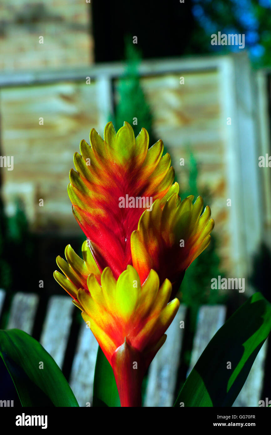 Vriesea genus hi-res stock photography and images - Alamy