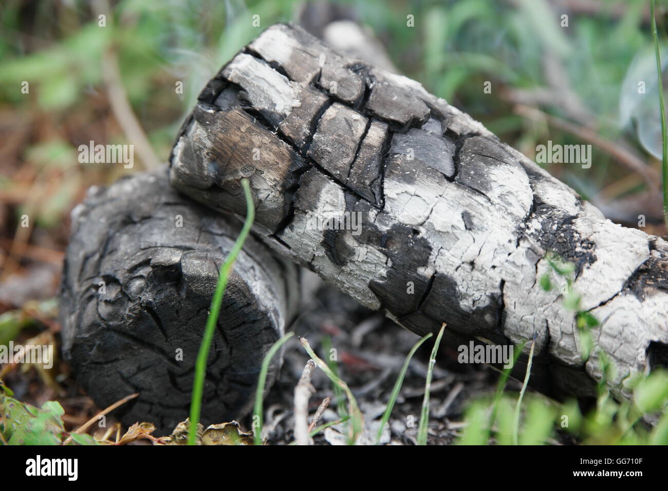 Burned stem hi-res stock photography and images - Alamy