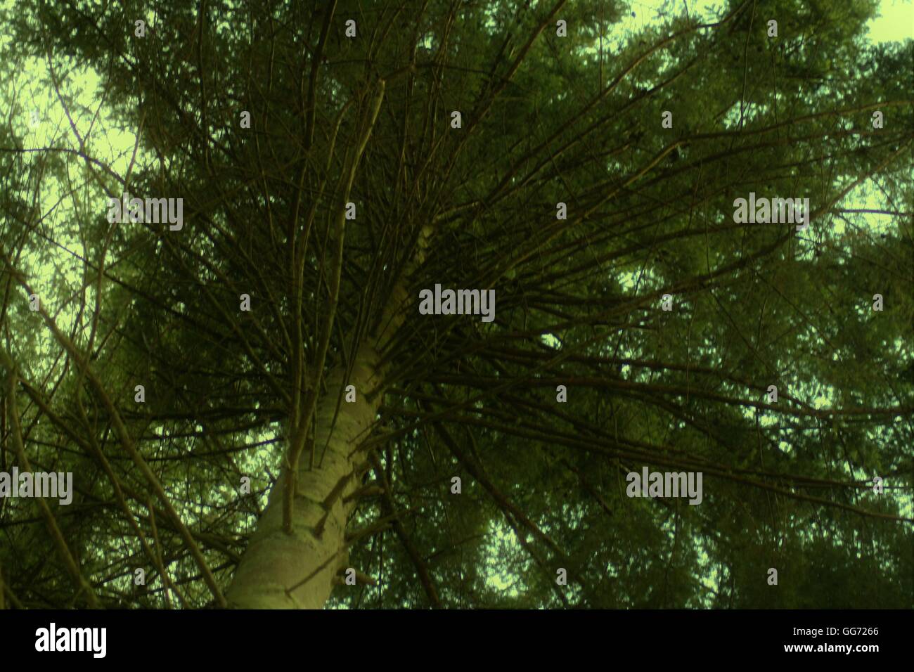 view of tree from underneath Stock Photo - Alamy