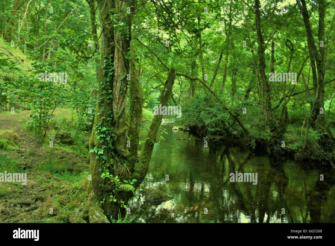 Stream river woodland trees hi-res stock photography and images - Alamy
