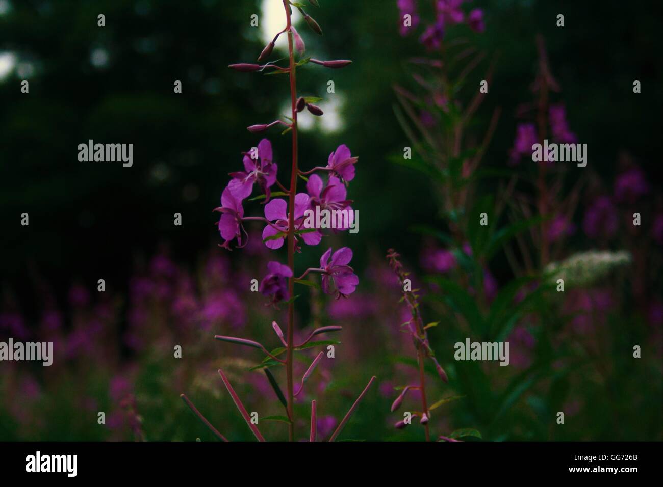 Intensely bright flowers hi-res stock photography and images - Alamy
