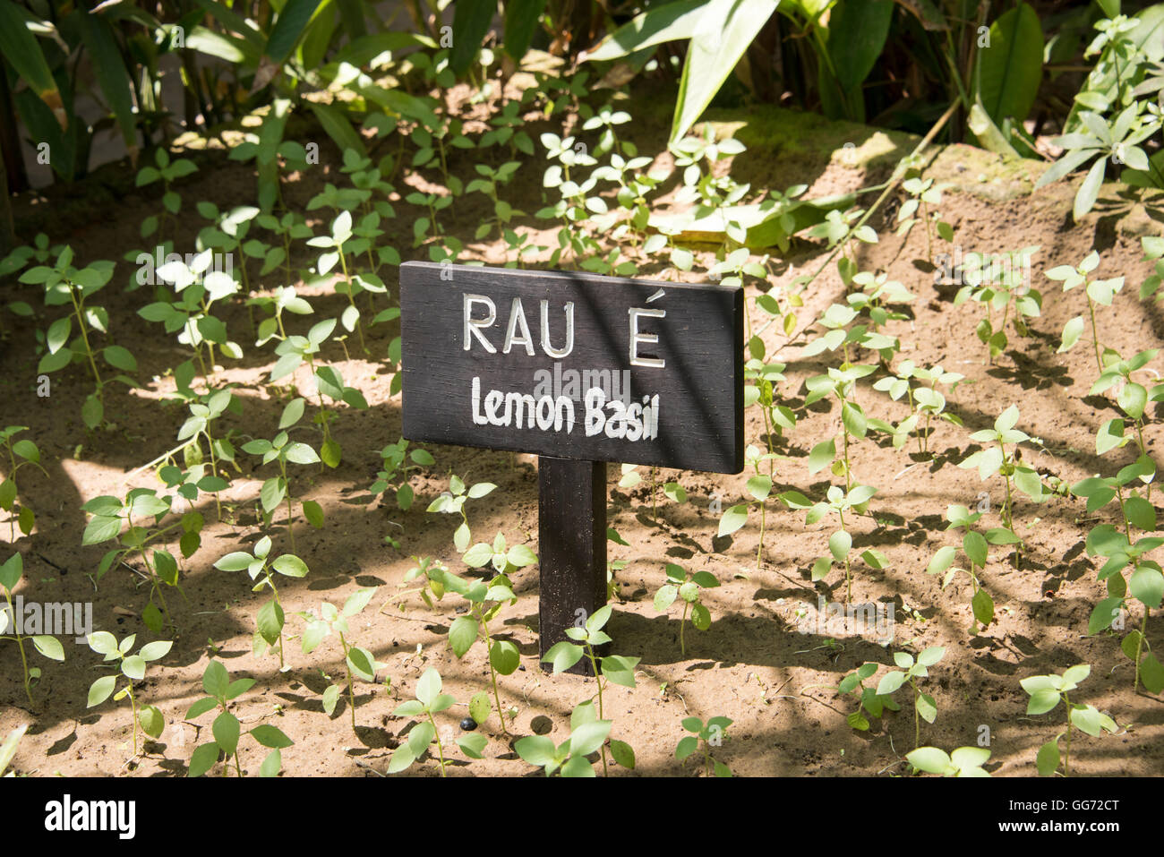 Lemon Basil seedlings growing in a kitchen garden in Vietnam. Local ...