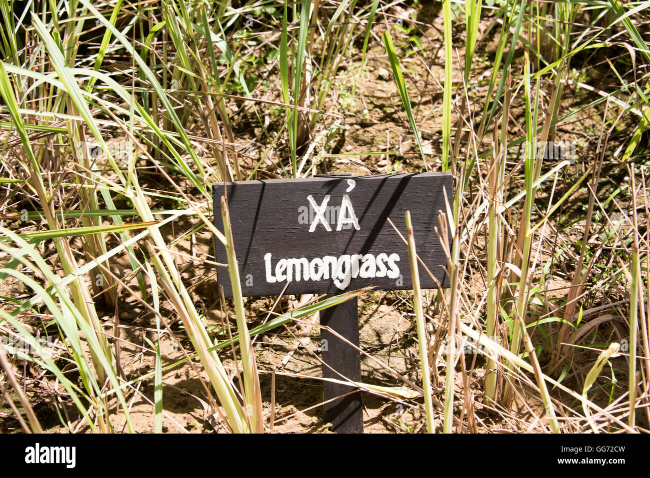 Lemongrass growing in a kitchen garden in Vietnam. Local name XA Stock ...