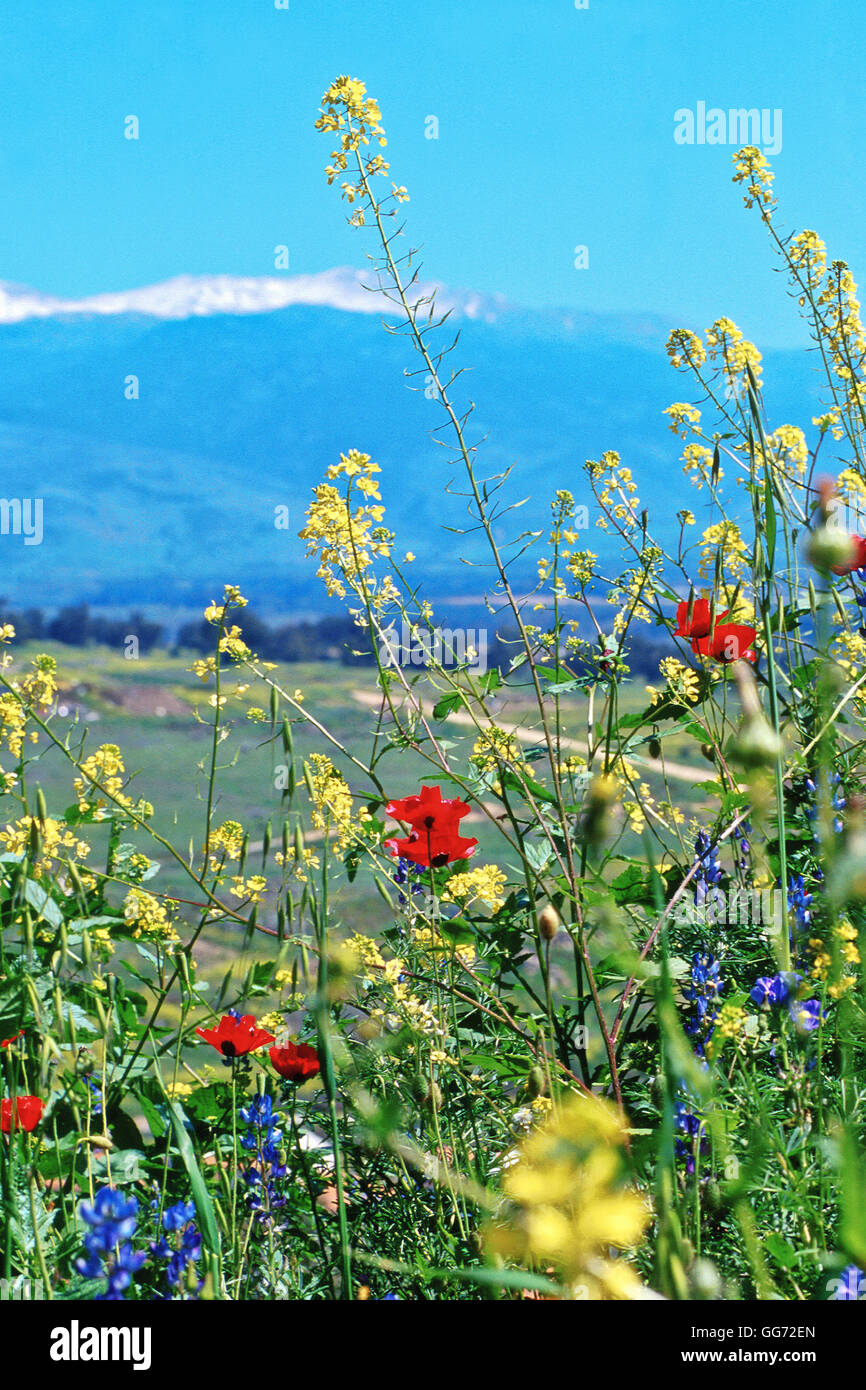 Israel galilee spring flowers blooming hi-res stock photography and ...