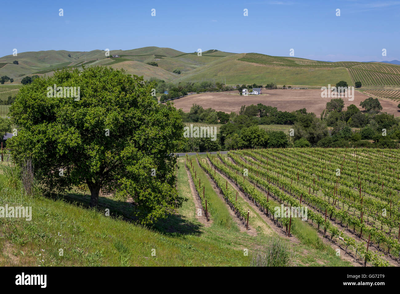 Los carneros appellation hi-res stock photography and images - Alamy