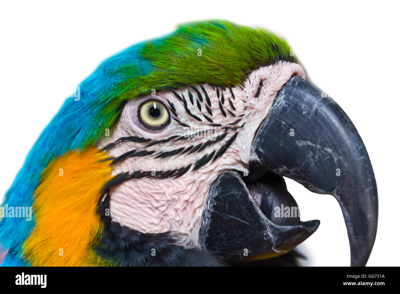 Macaw birds hi-res stock photography and images - Alamy