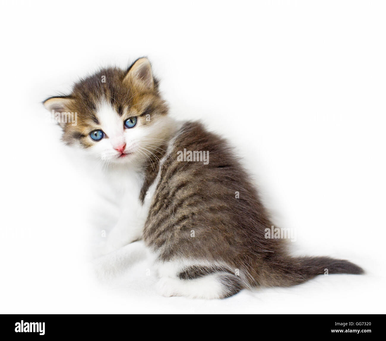 cat kitten pets domestic Stock Photo - Alamy
