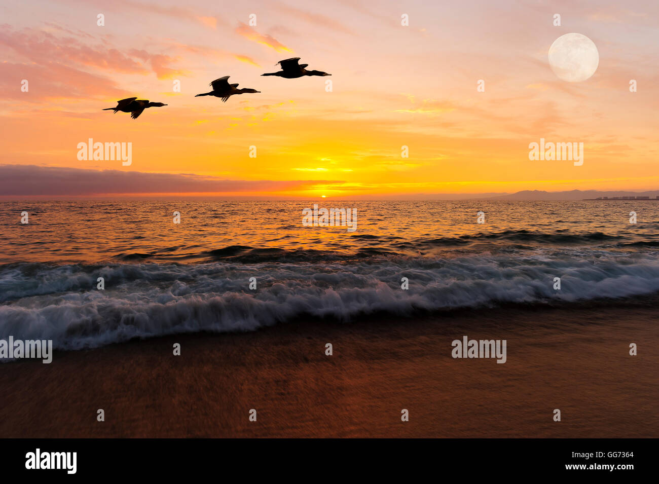 Three flying ducks hi-res stock photography and images - Alamy