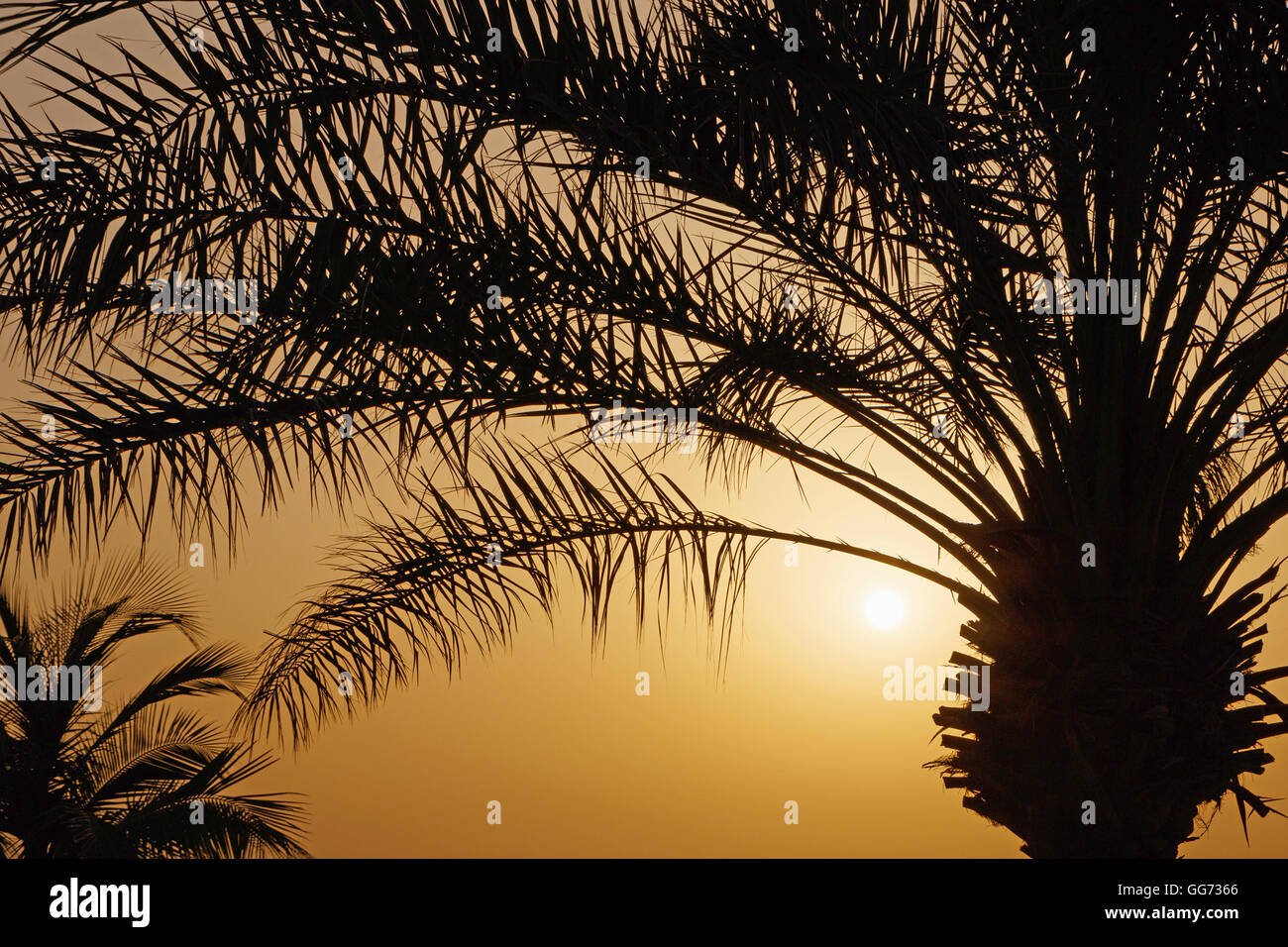 Rising tree silhouette hi-res stock photography and images - Alamy