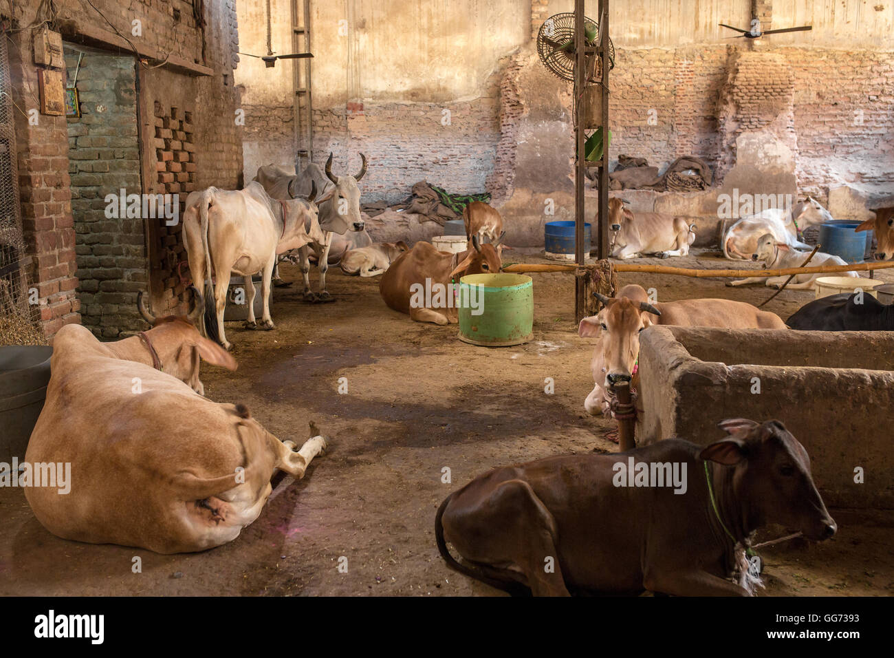 Cows in Goshala - protective shelters for cows in holy Hindu city ...