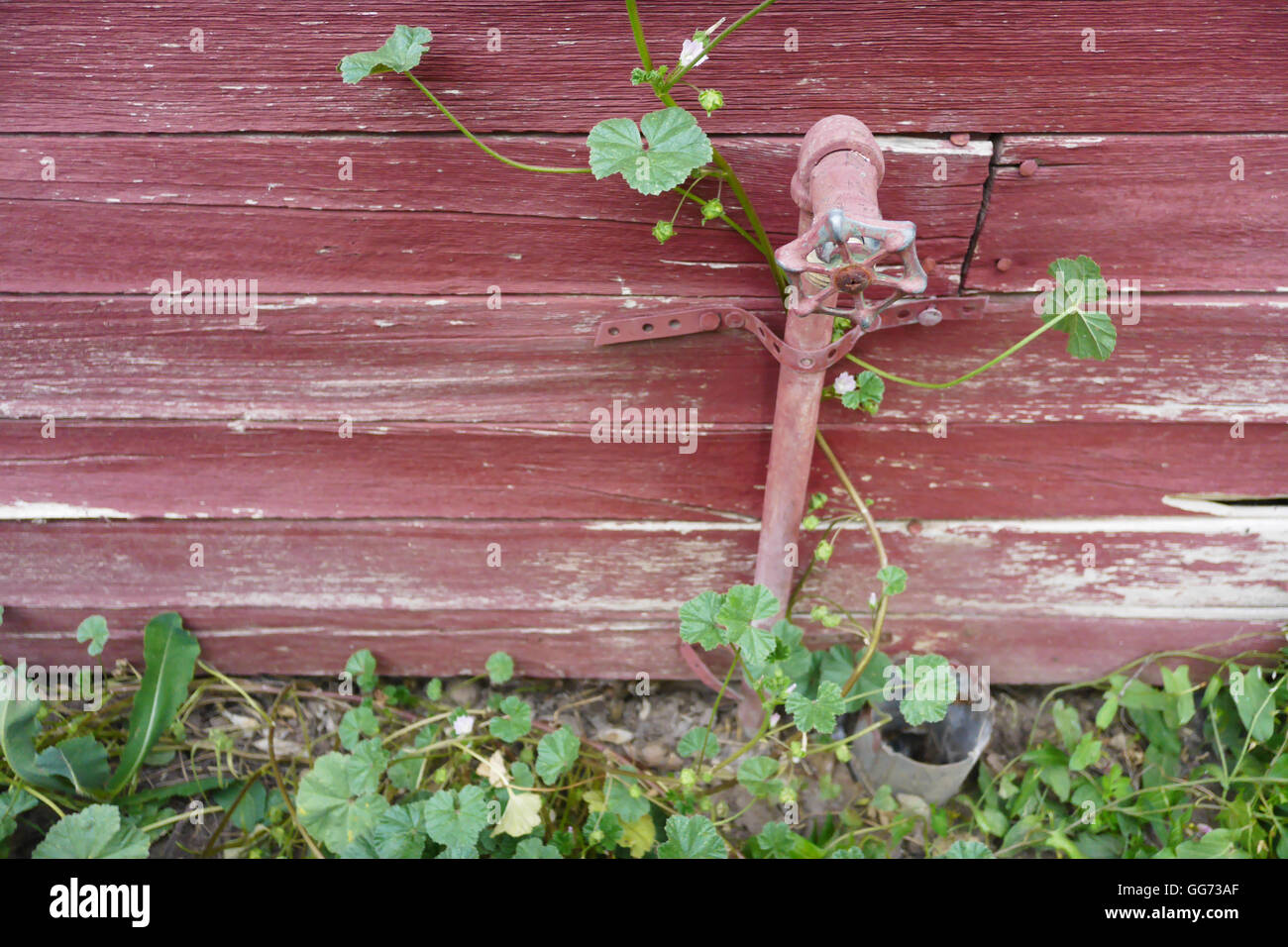 Rusty tap or faucet on the side of an antique red wood barn, overgrown ...