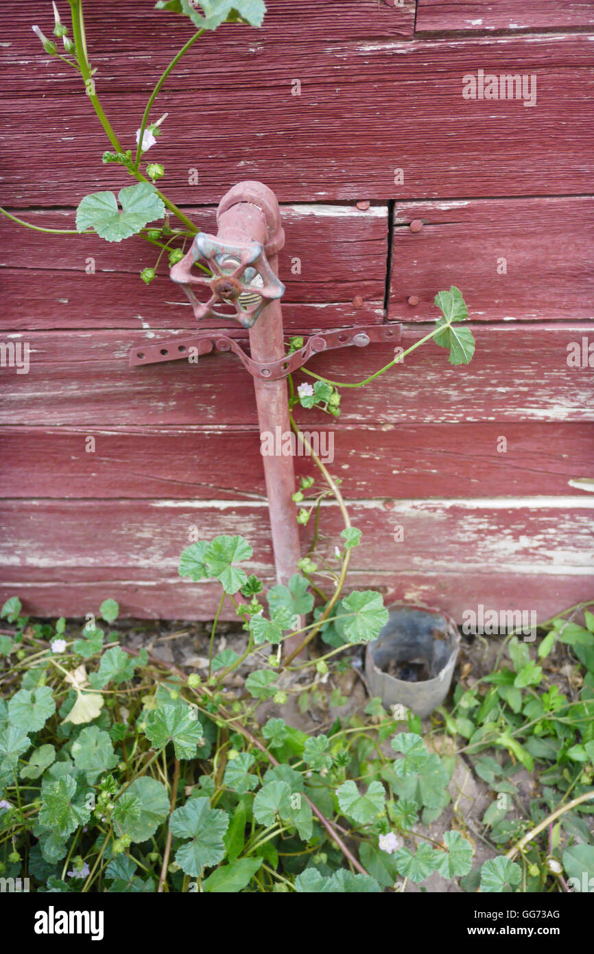 Rusty tap or faucet on the side of an antique red wood barn, overgrown ...