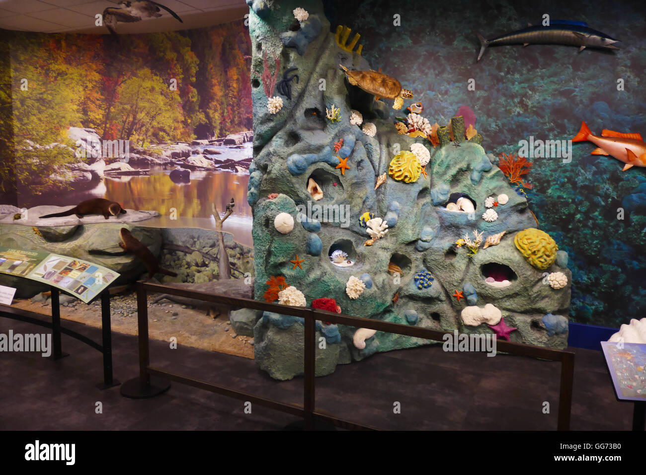 Exhibit at the Monte L. Bean Life Science Museum on the campus of ...