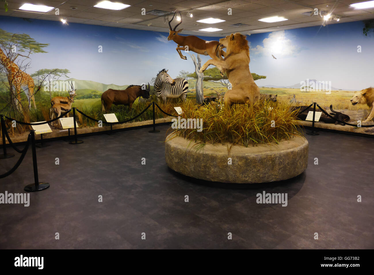 Exhibit at the Monte L. Bean Life Science Museum on the campus of ...