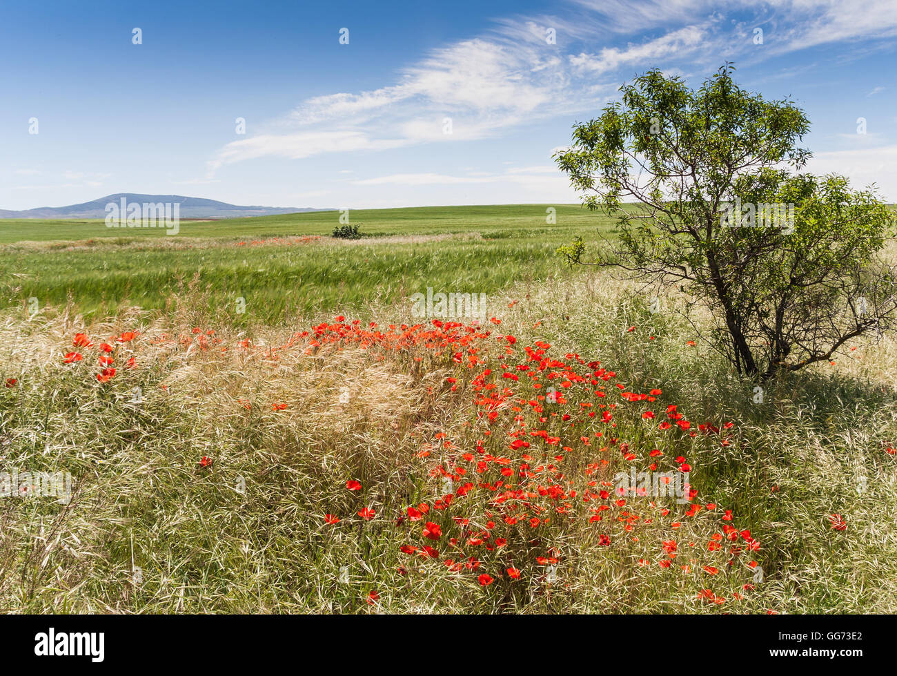 Poppies countryside spain hi-res stock photography and images - Alamy