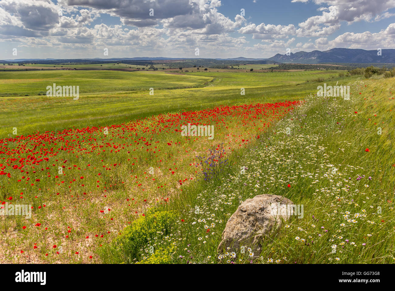 Spain andalusia flower spring hi-res stock photography and images - Alamy