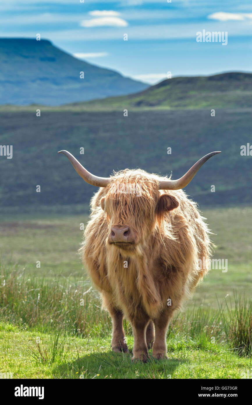 Scottish bull in field hi-res stock photography and images - Alamy