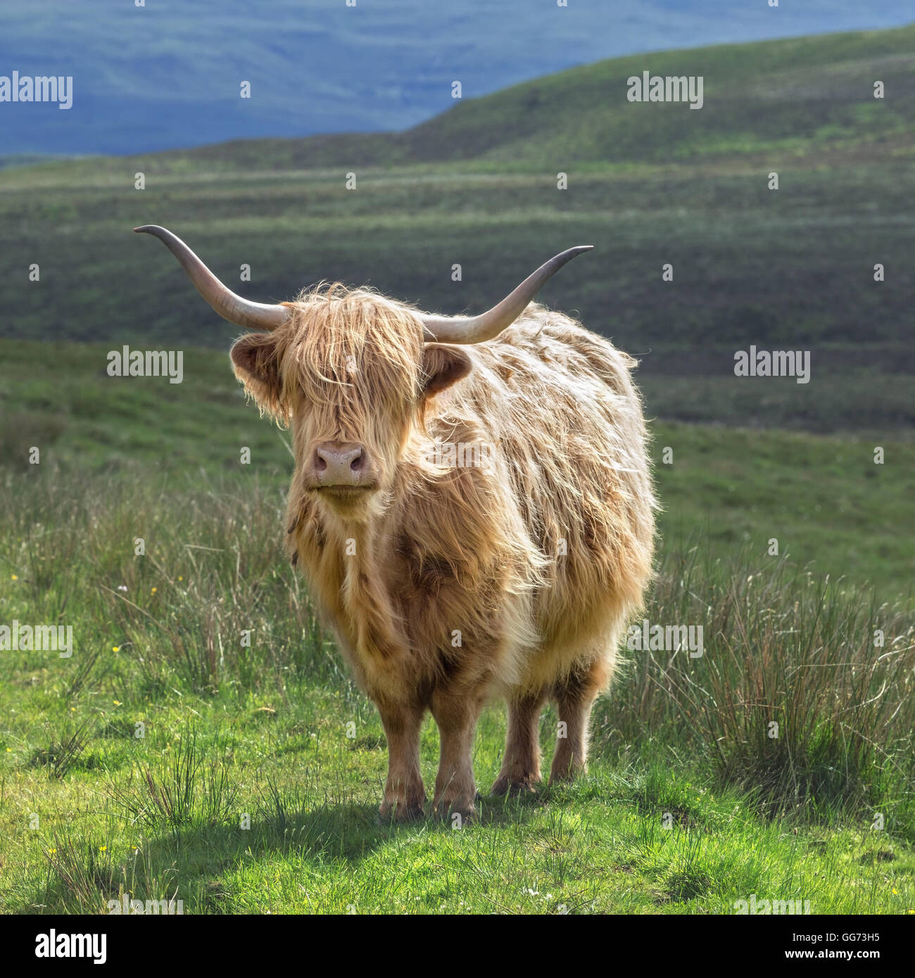 Hairy cow woolly highland cattle hi-res stock photography and images ...
