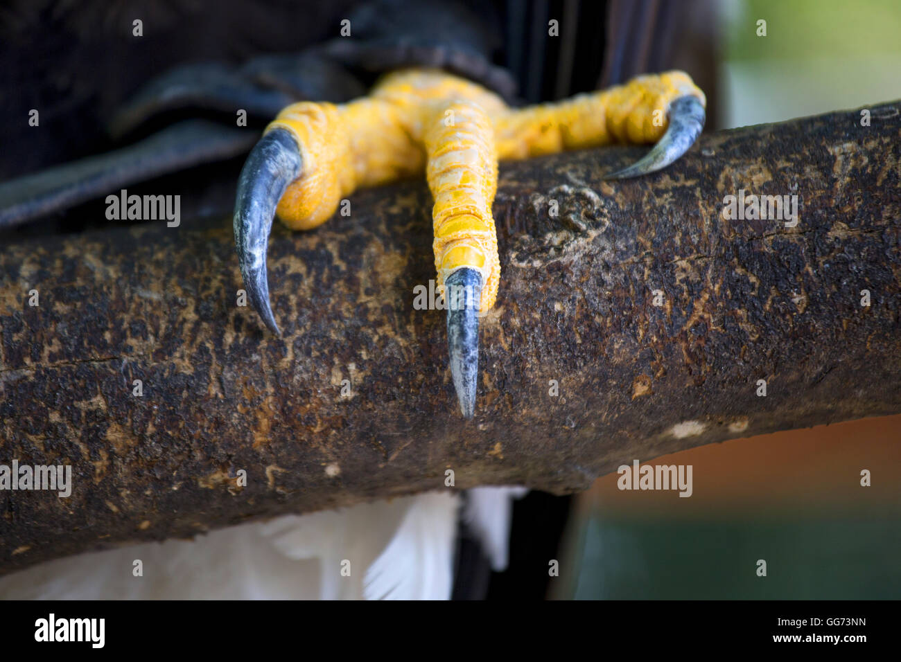 Closeup of a claws of an white-headed american bald eagle Stock Photo ...