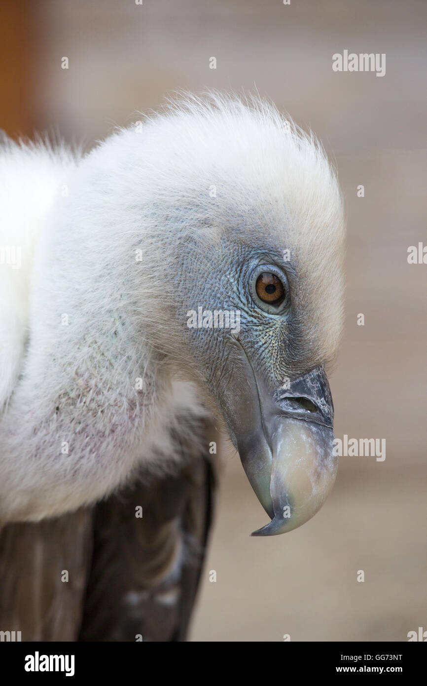 Portrait of a young white vulture Stock Photo - Alamy