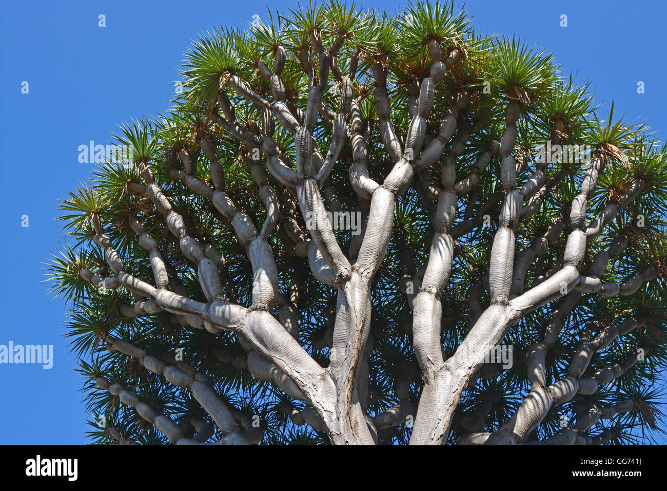 Dragon Tree (Dracaena draco) in Funchal, Madeira, Portugal Stock Photo ...