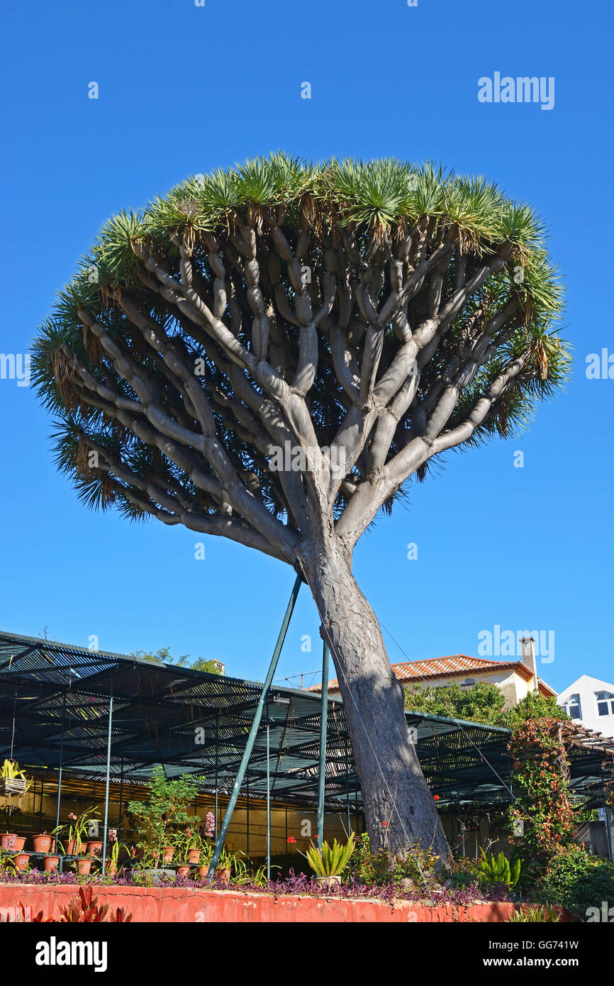 Supporting trees hi-res stock photography and images - Alamy
