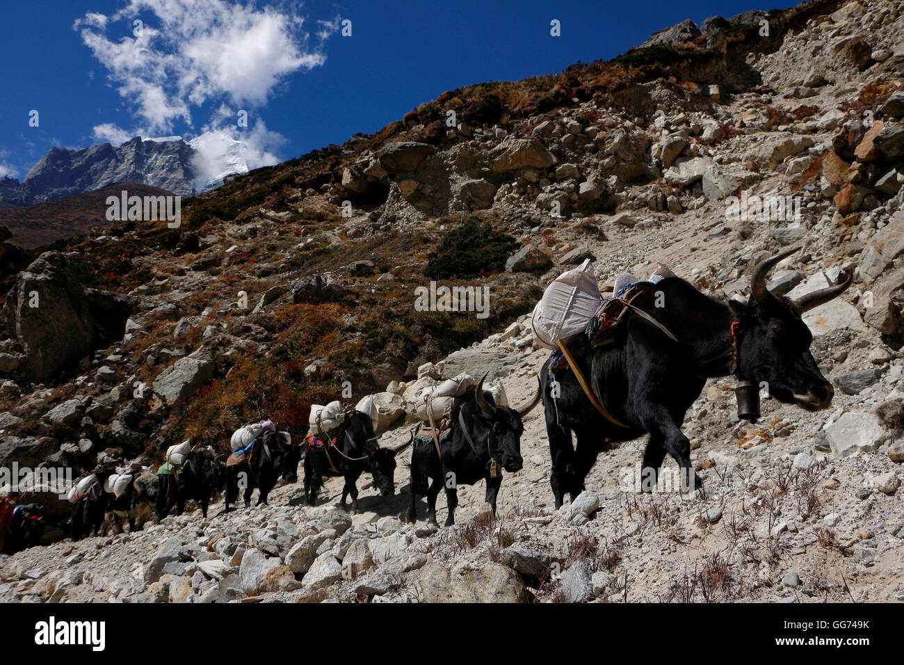 Yak transport hi-res stock photography and images - Alamy