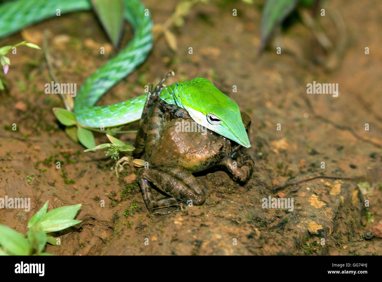 The image of Green Whip Snake( Hierophis viridiflavus) with frog Kill ...