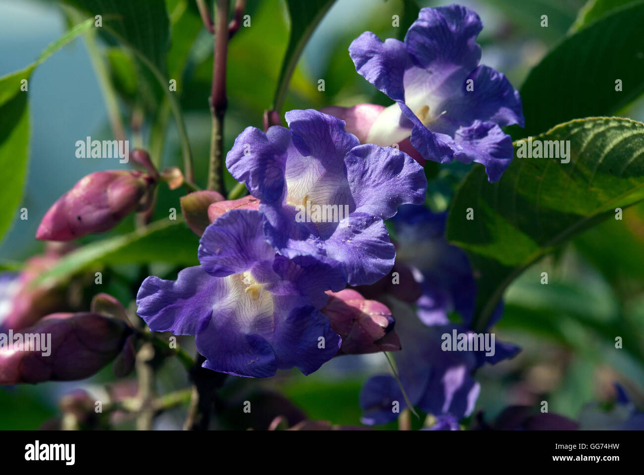 The image of Karvi Flowers ( Strobilanthes callosa) in Matheran, India ...