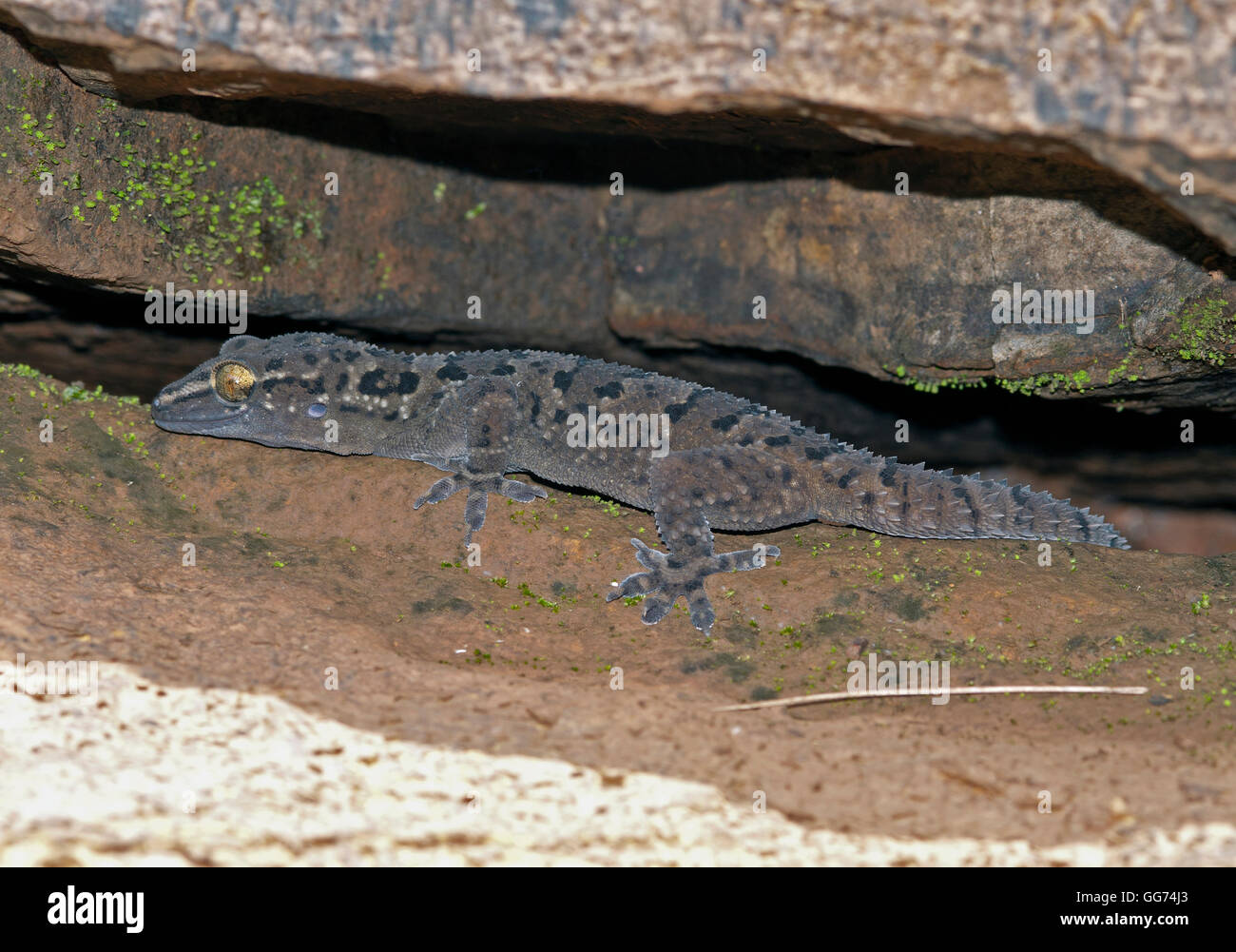 The image of Spotted Rock Gecko ( Hemidactylus maculatus) at Matheran ...
