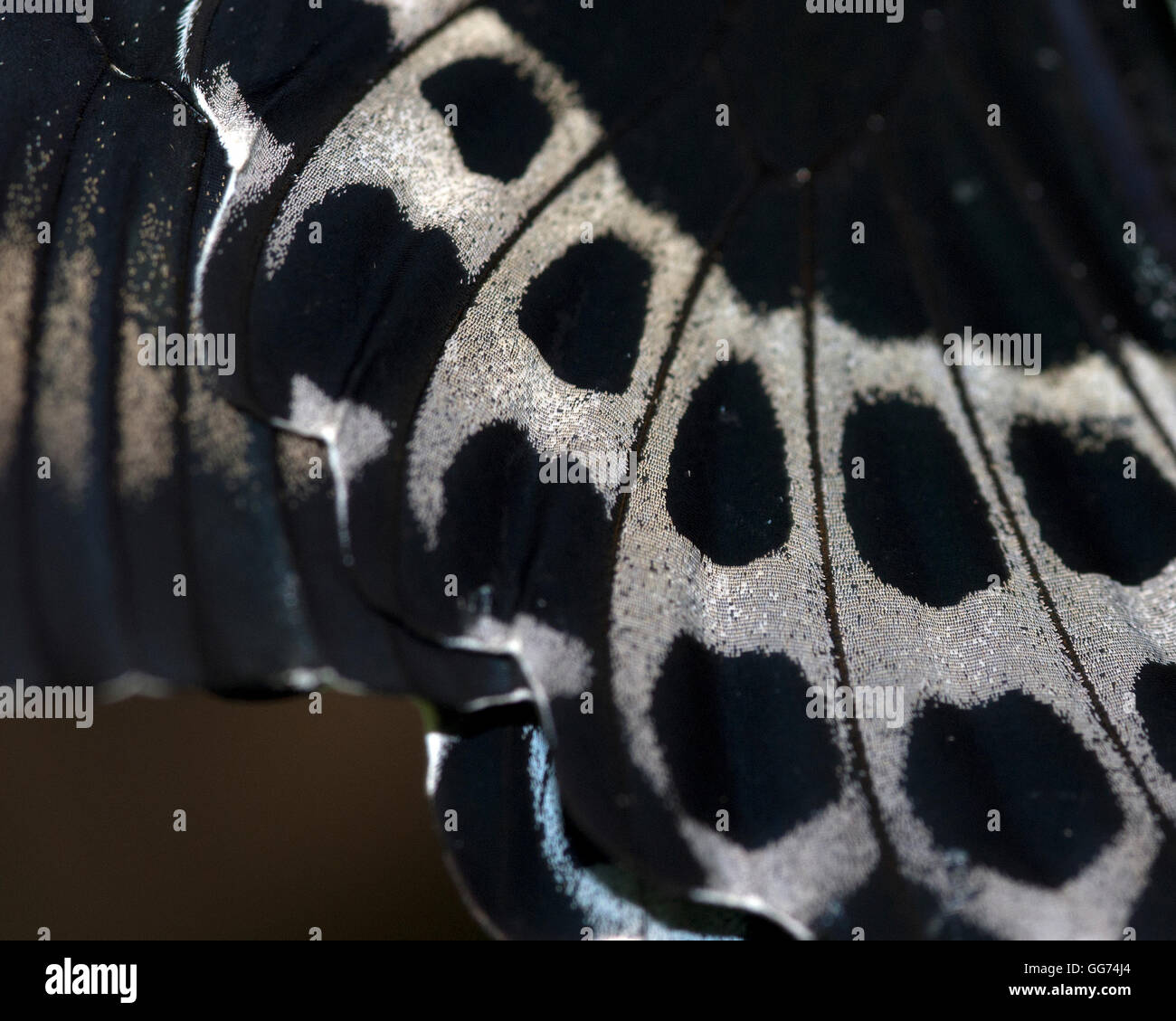 The image of Blue Mormon Butterfly (Papilio polymnestor) wing pattern ...