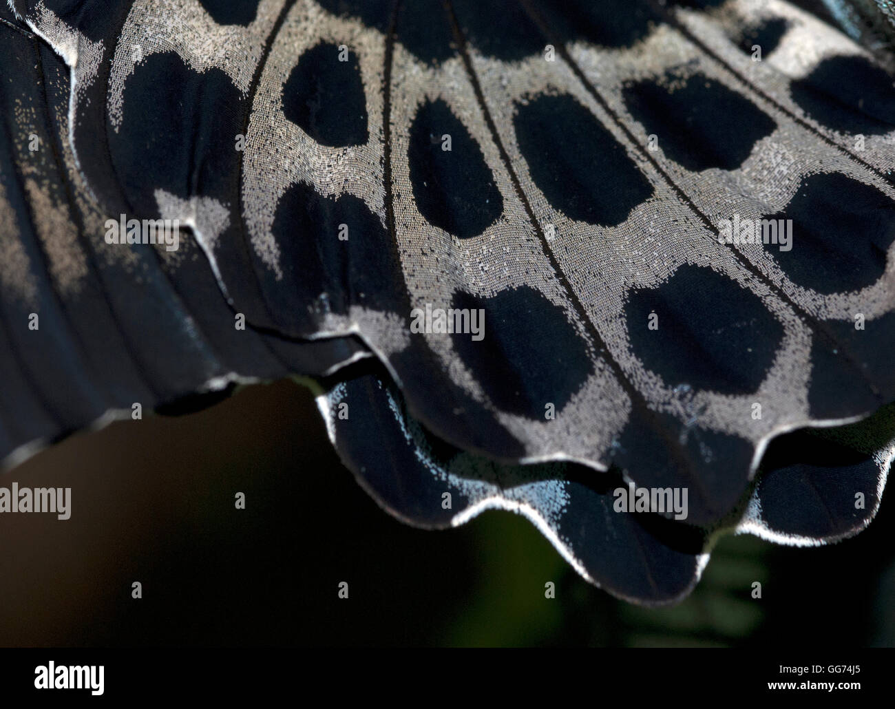 The image of Blue Mormon Butterfly (Papilio polymnestor) wing pattern ...