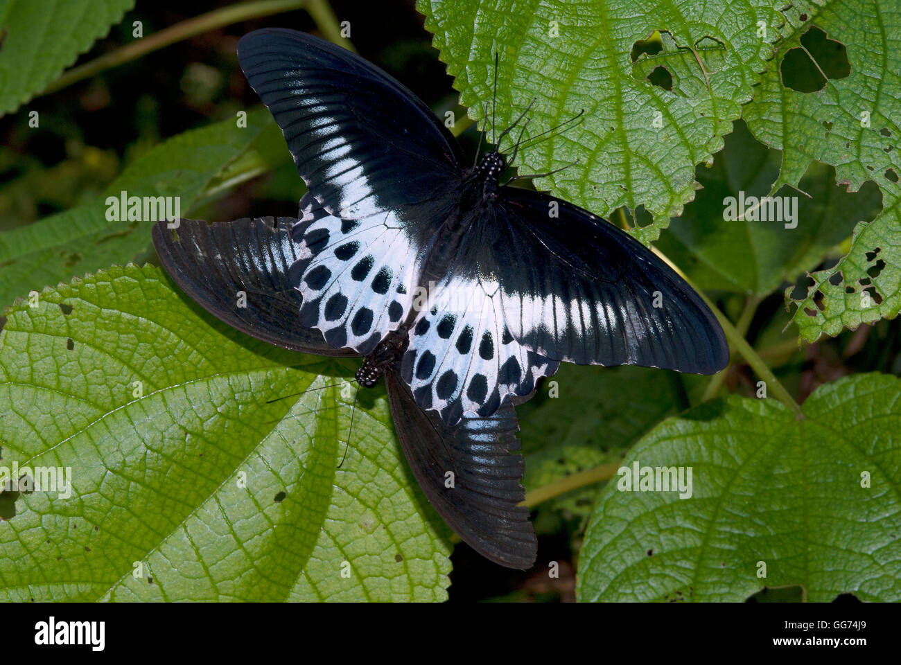 The image of Blue Mormon Butterfly (Papilio polymnestor) mating in ...