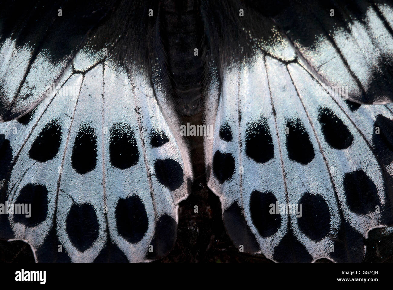 The image of Blue Mormon Butterfly (Papilio polymnestor) wing pattern ...