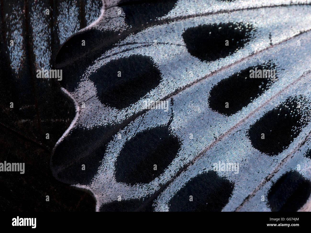 The image of Blue Mormon Butterfly (Papilio polymnestor) wing pattern ...