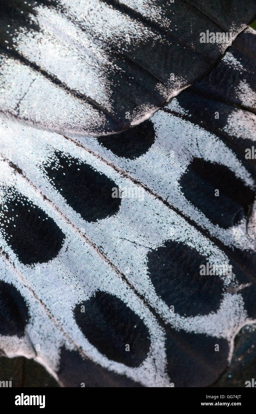 The image of Blue Mormon Butterfly (Papilio polymnestor) wing pattern ...