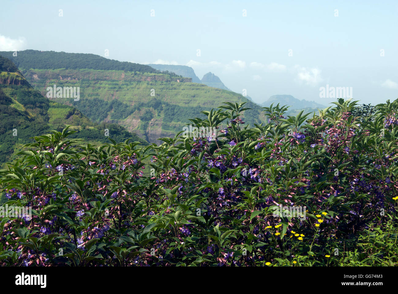 The image of Karvi Flowers ( Strobilanthes callosa) in Matheran, India ...