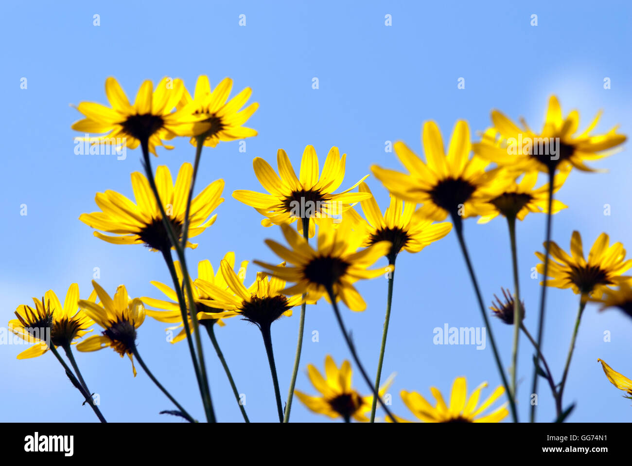 The image of Grahms Groundsel (Senecio grahamii ) at Matheran, India ...