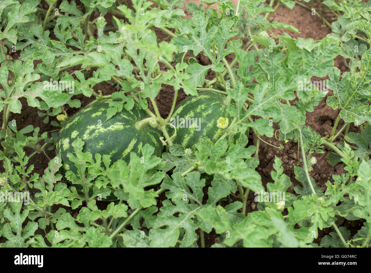 Two watermelons hi-res stock photography and images - Alamy