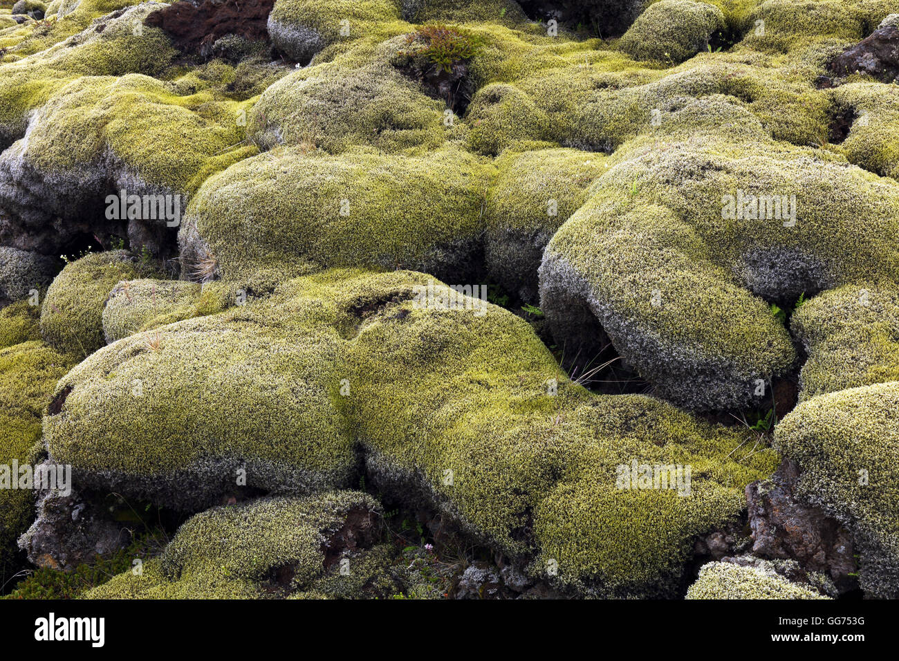 Moss covered lava field, Iceland Stock Photo - Alamy