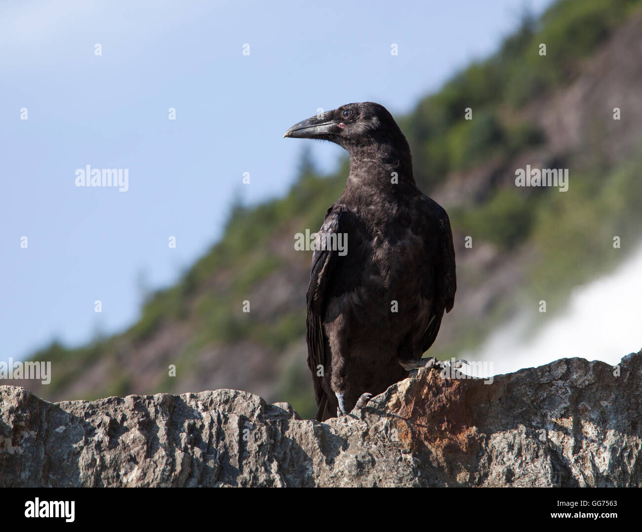 Crow Glacier High Resolution Stock Photography and Images - Alamy