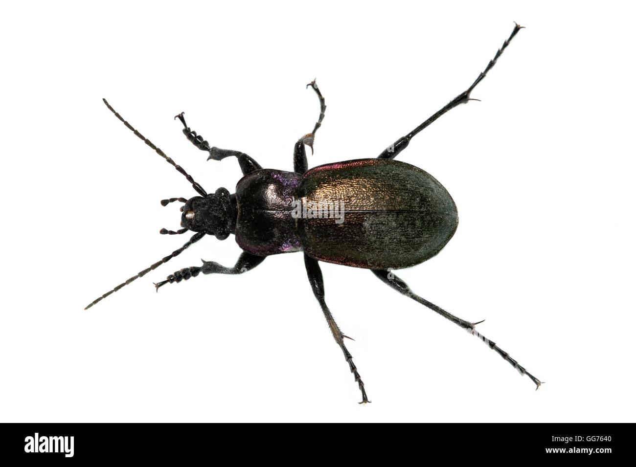 Groundbeetle hi-res stock photography and images - Alamy