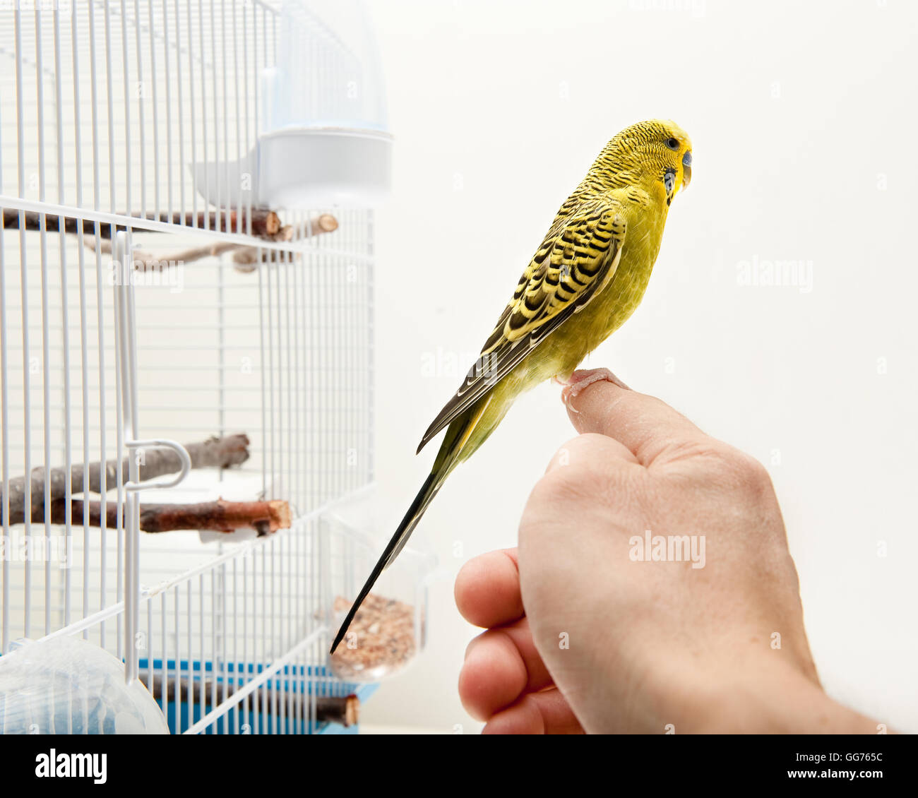 A tame domestic tropical bird sitting on a human finger outside cage ...