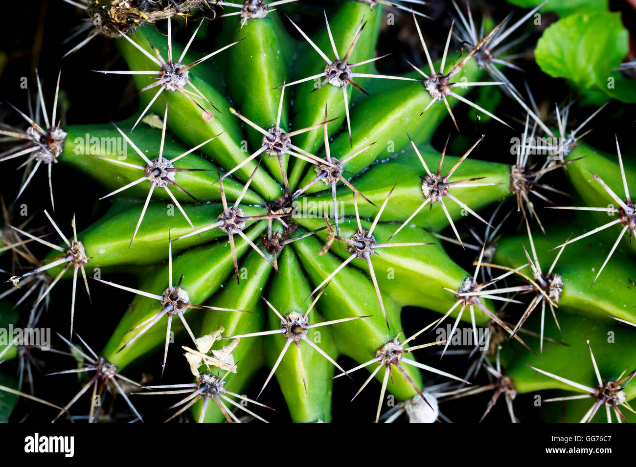 Organ pipe cactus nati hi-res stock photography and images - Alamy