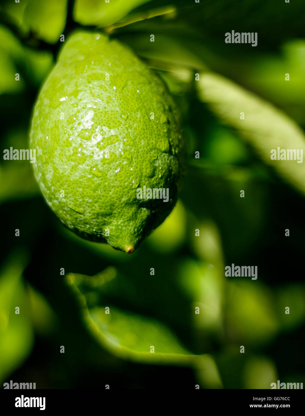 citron, closeup, isolated, vegetarian, lemon, ripe, olympias, slice ...