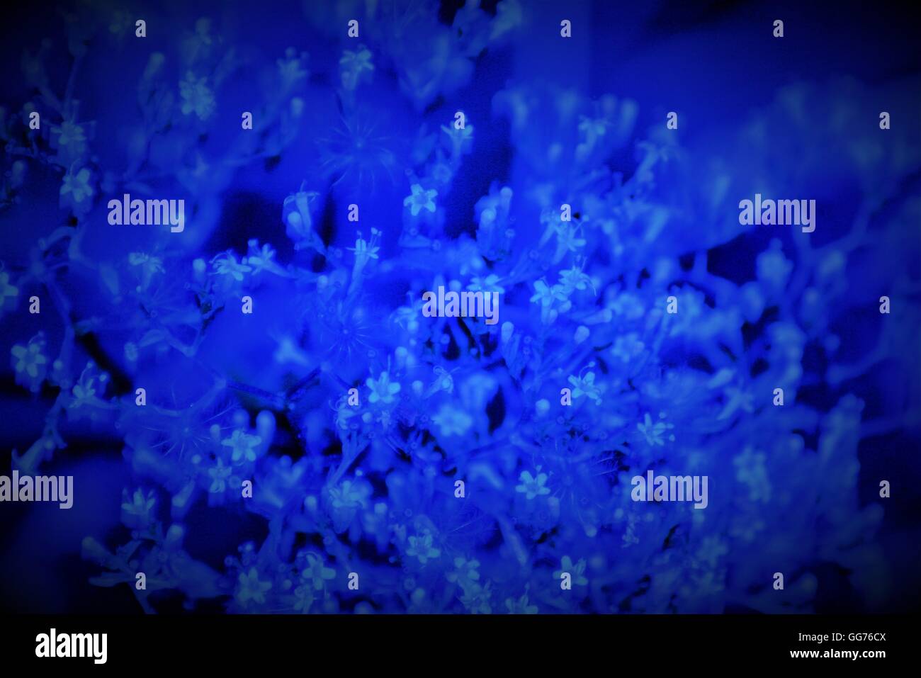Bright blue flowers Stock Photo - Alamy