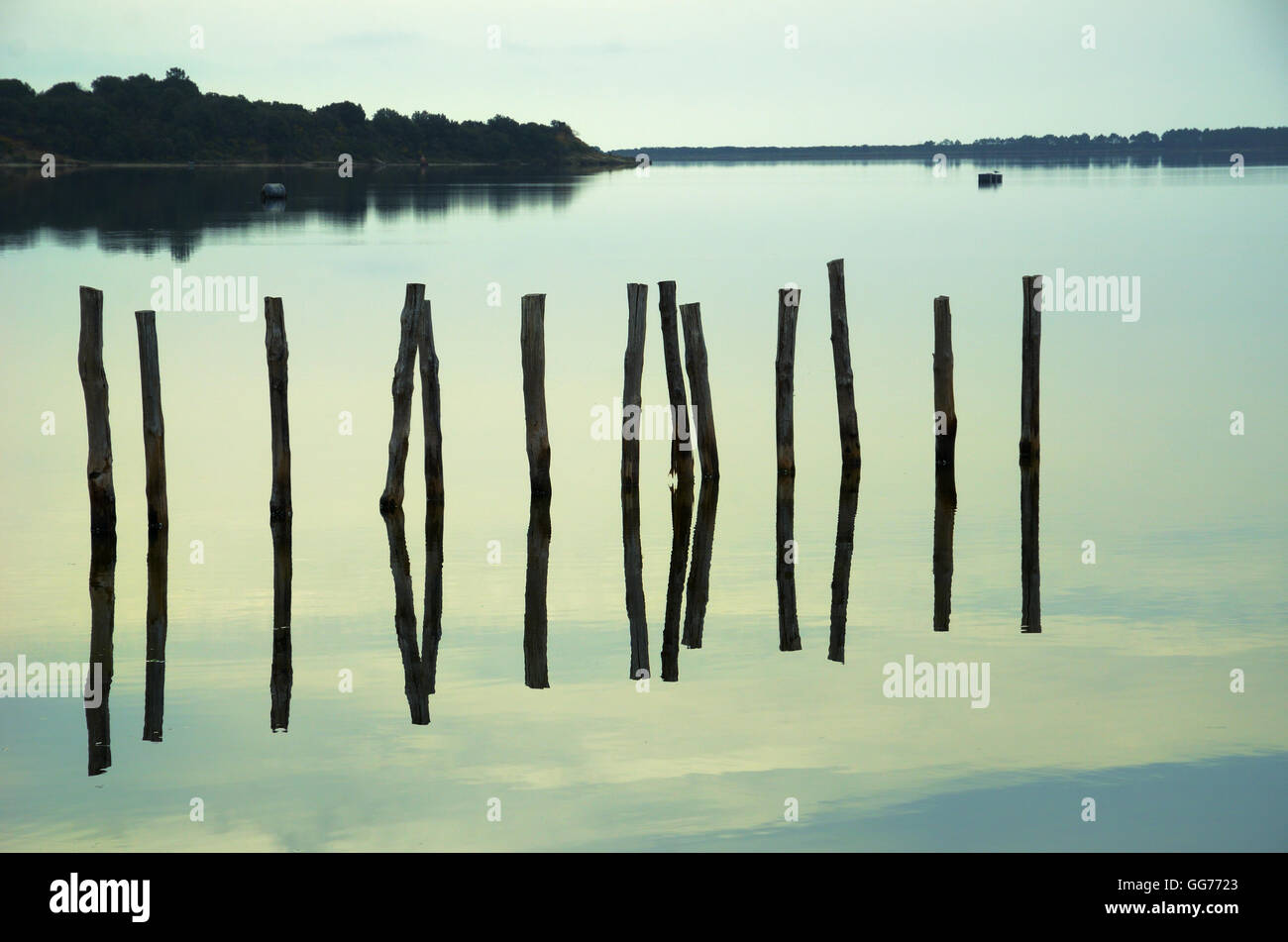 Water piles in the lake Stock Photo - Alamy